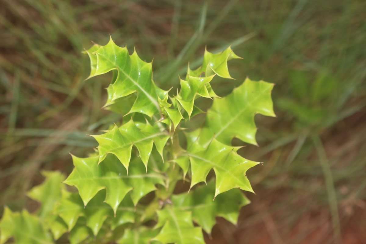 Flora of Sri Lanka