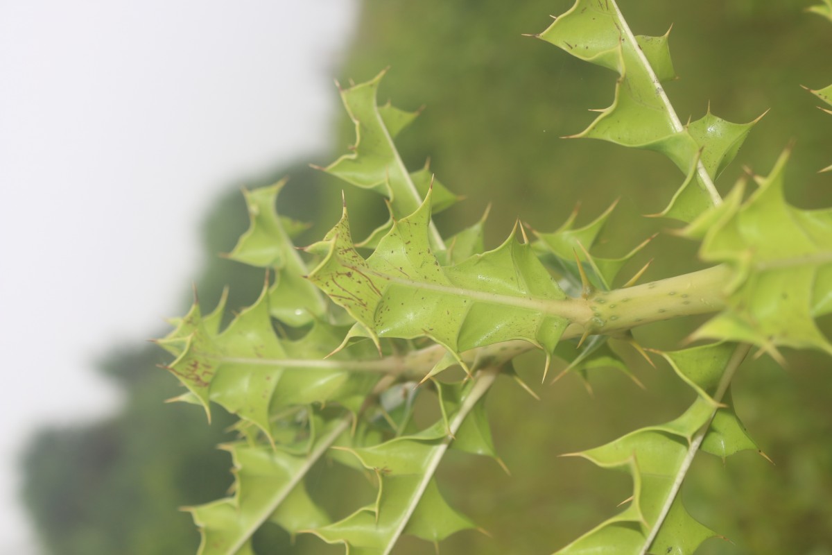 Flora of Sri Lanka