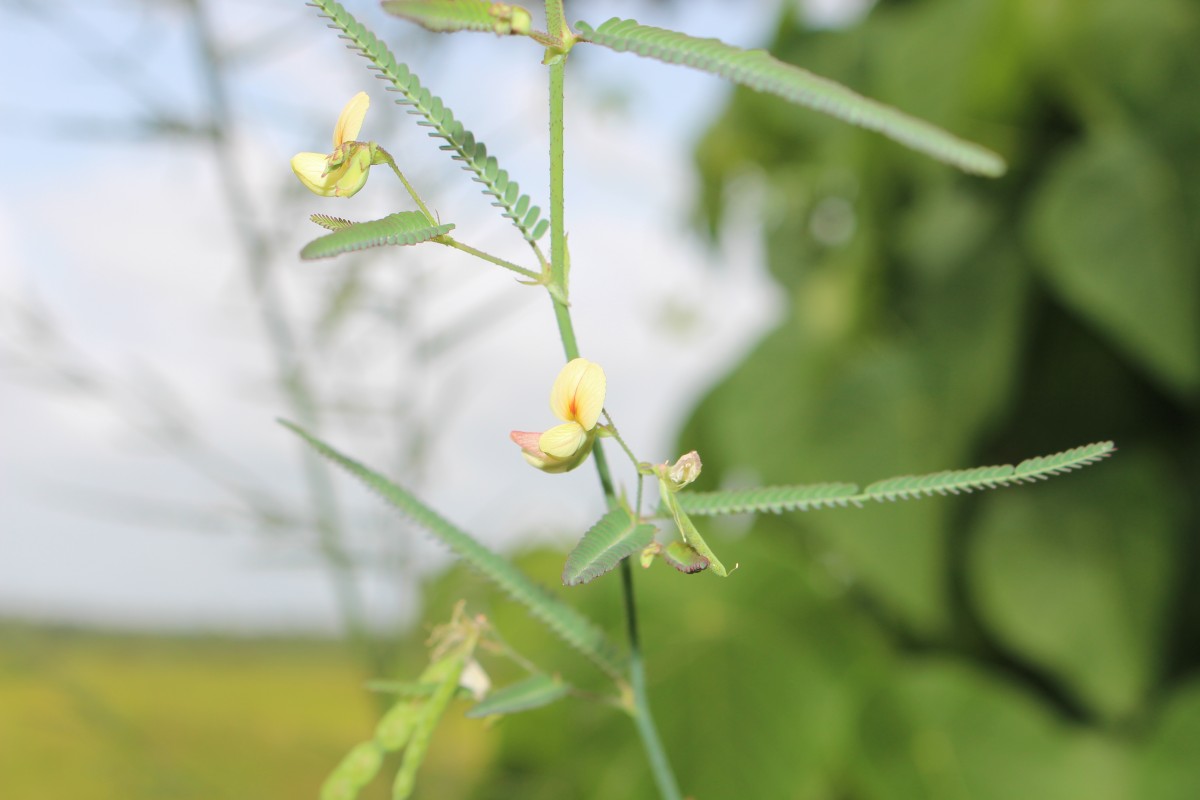 Flora Of Sri Lanka