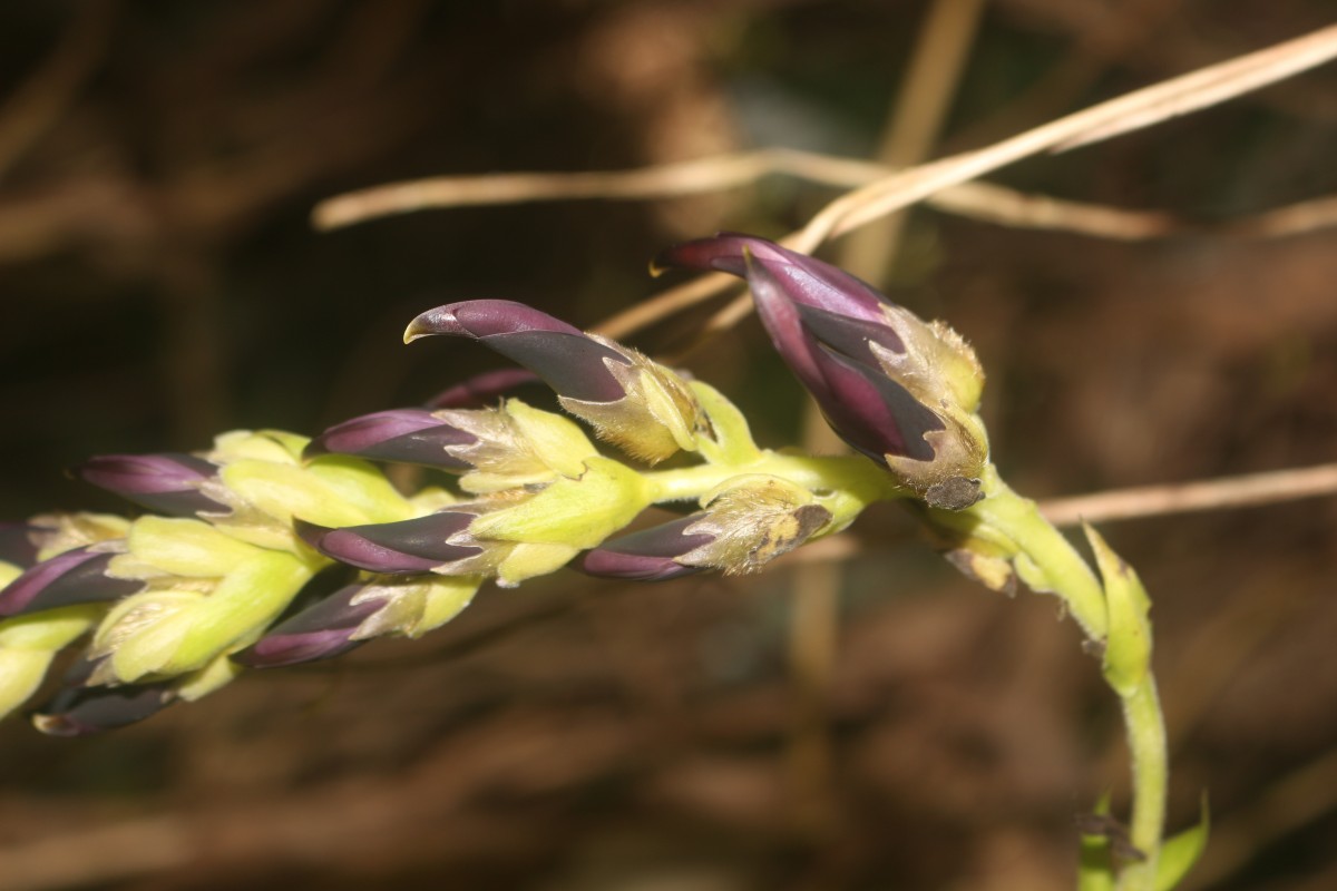 Flora of Sri Lanka