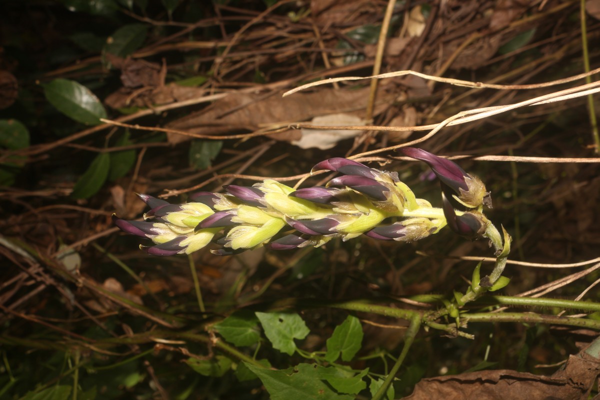 Flora of Sri Lanka