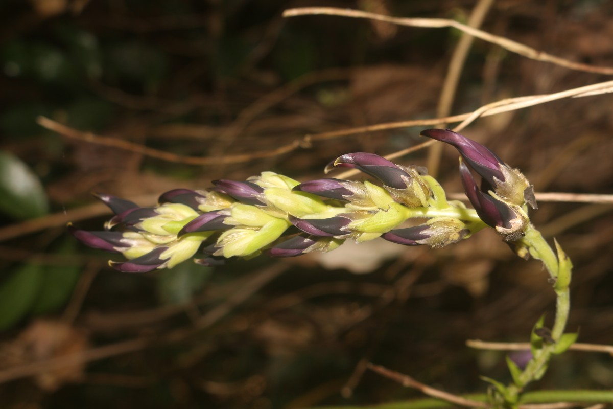 Flora of Sri Lanka