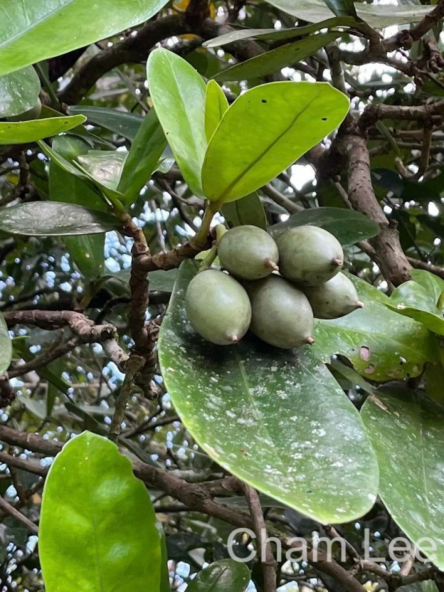 Flora of Sri Lanka