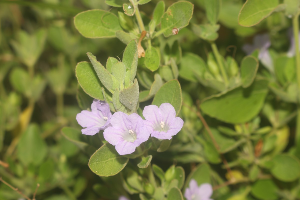 Flora of Sri Lanka