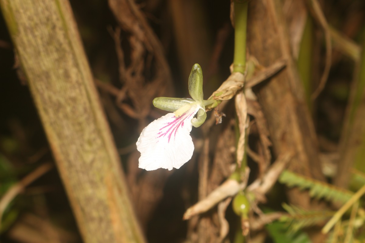 Flora of Sri Lanka