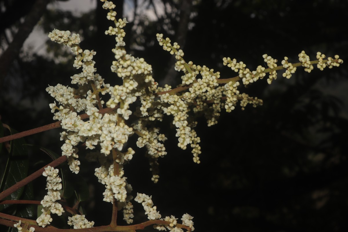Flora of Sri Lanka