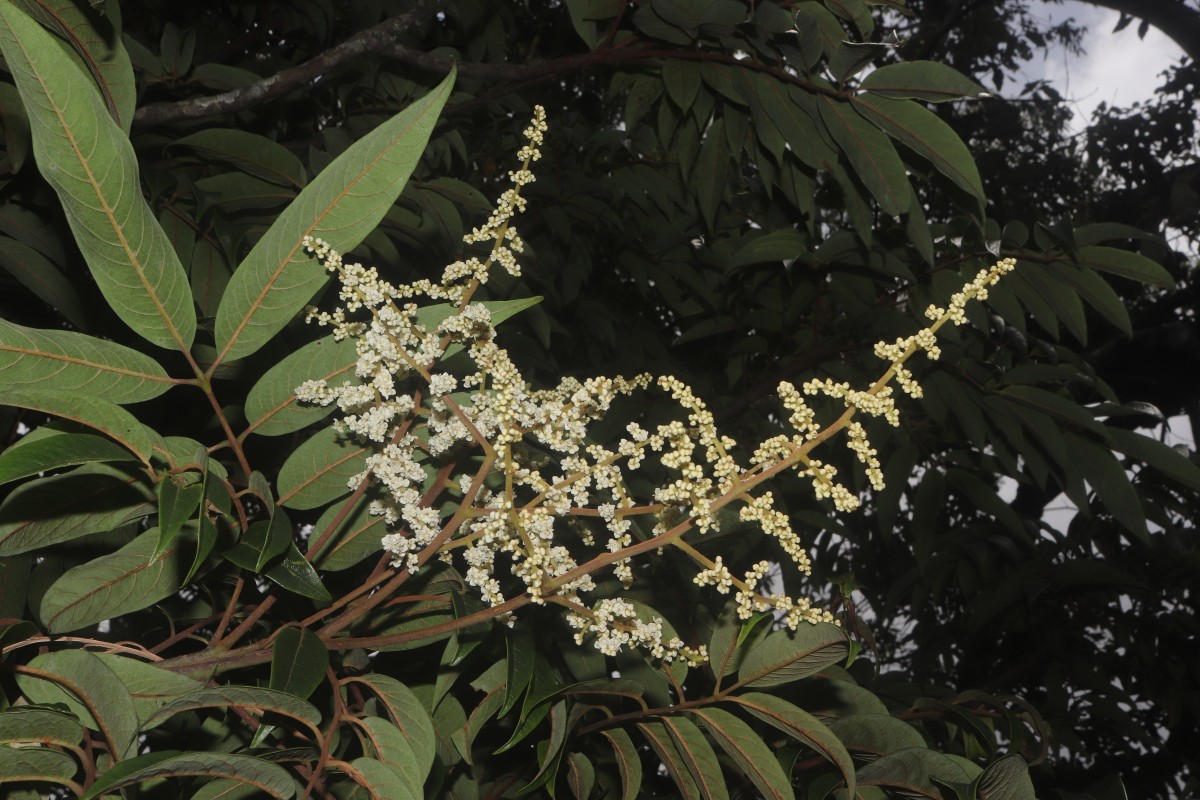 Flora of Sri Lanka