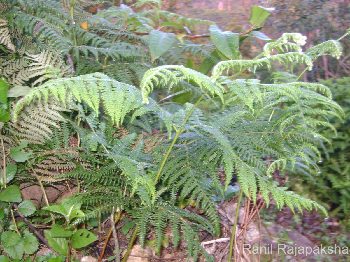 Flora of Sri Lanka