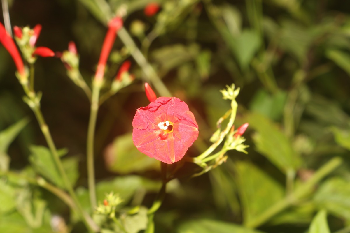 Flora of Sri Lanka