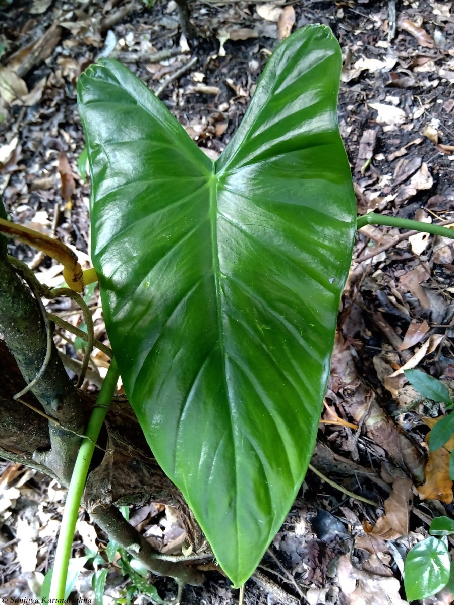 Flora of Sri Lanka