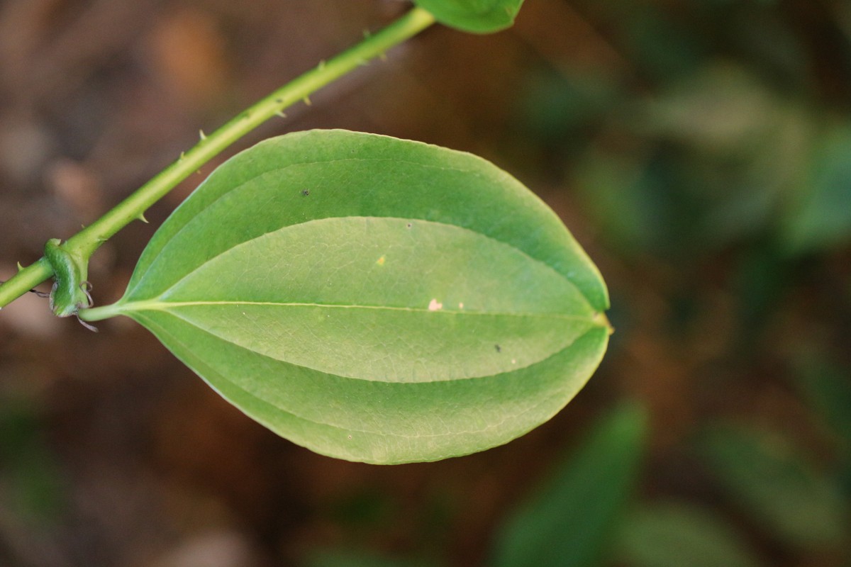 Flora of Sri Lanka