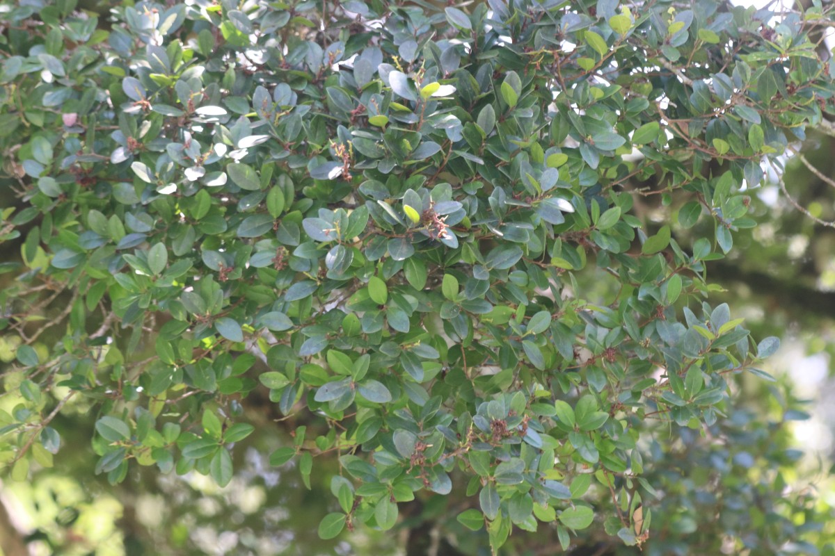 Flora of Sri Lanka