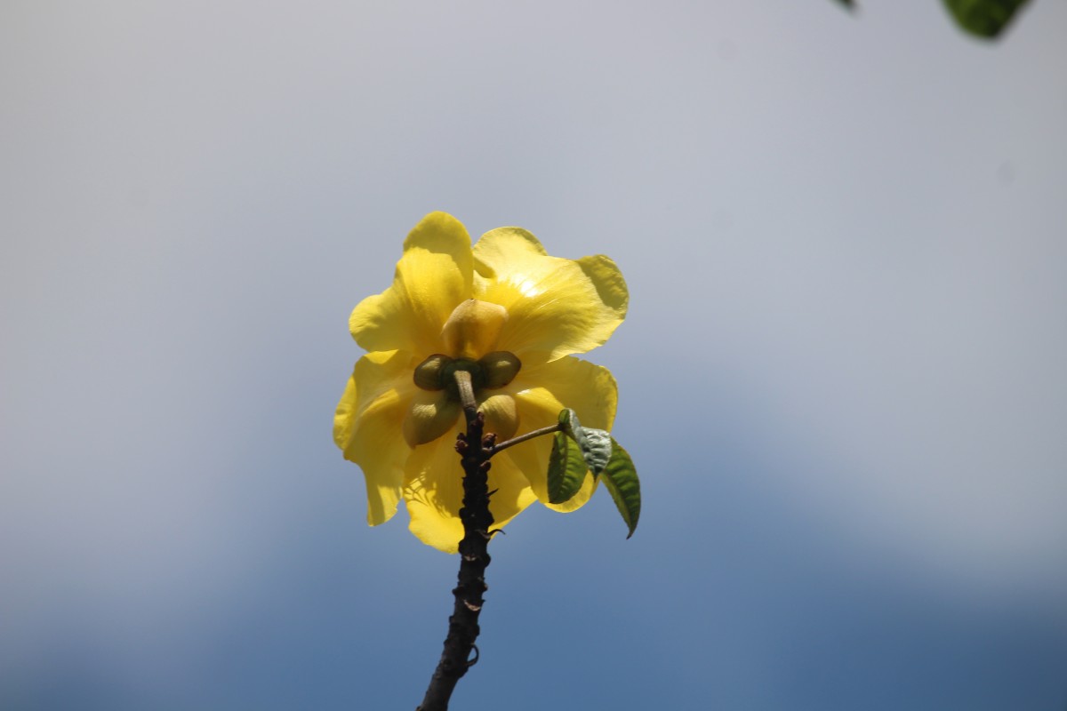 Flora of Sri Lanka