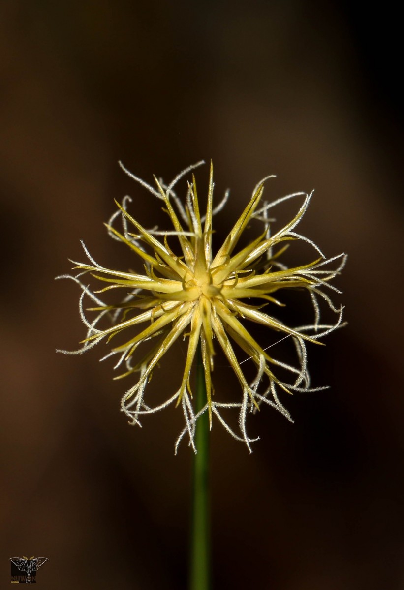 Flora of Sri Lanka