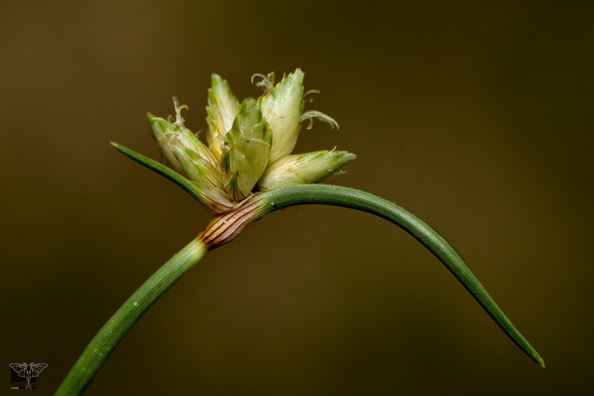 Flora of Sri Lanka