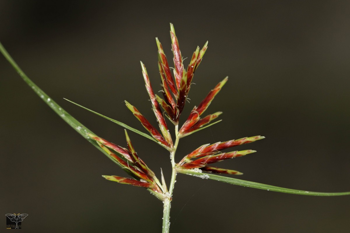 Flora of Sri Lanka
