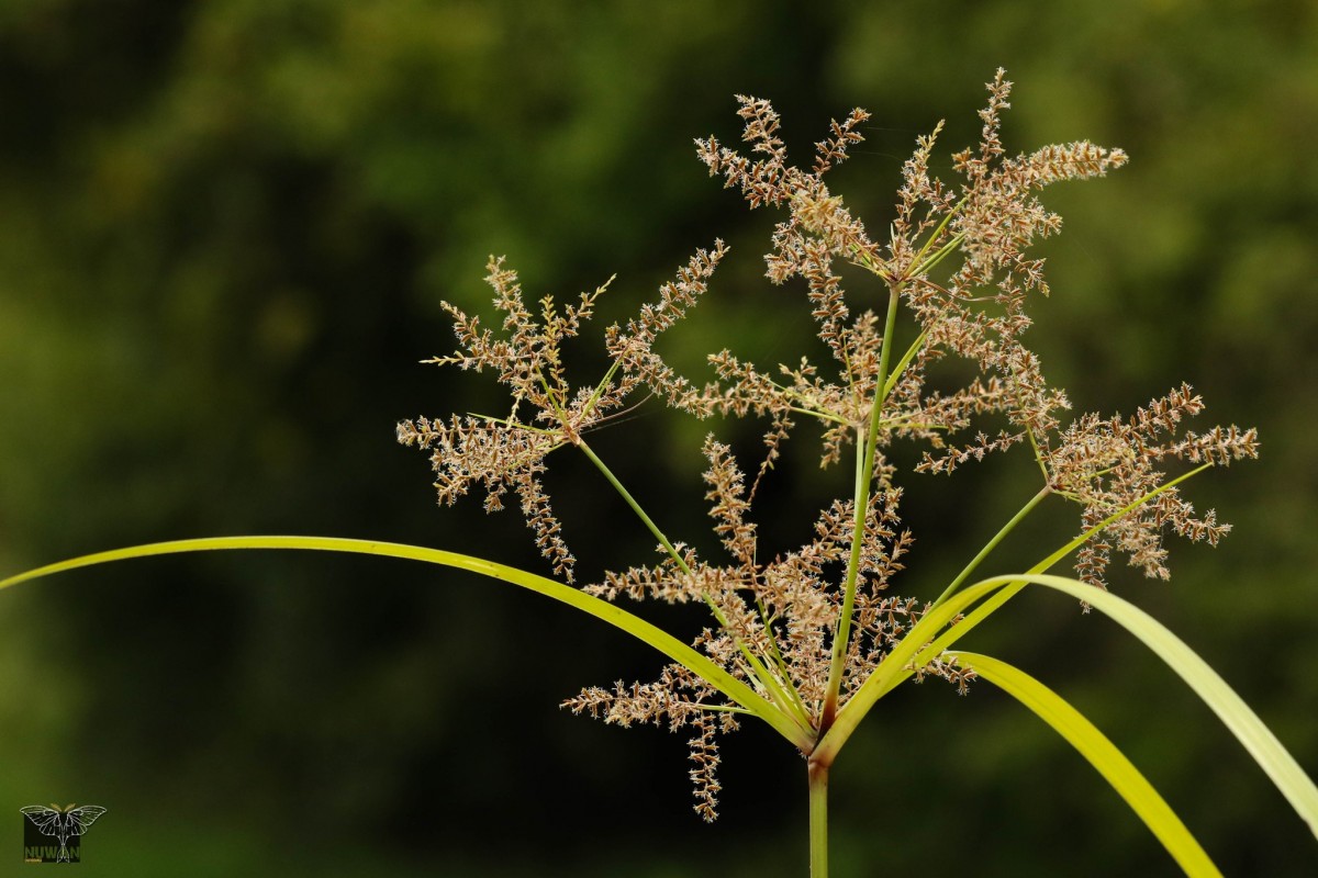 Flora of Sri Lanka