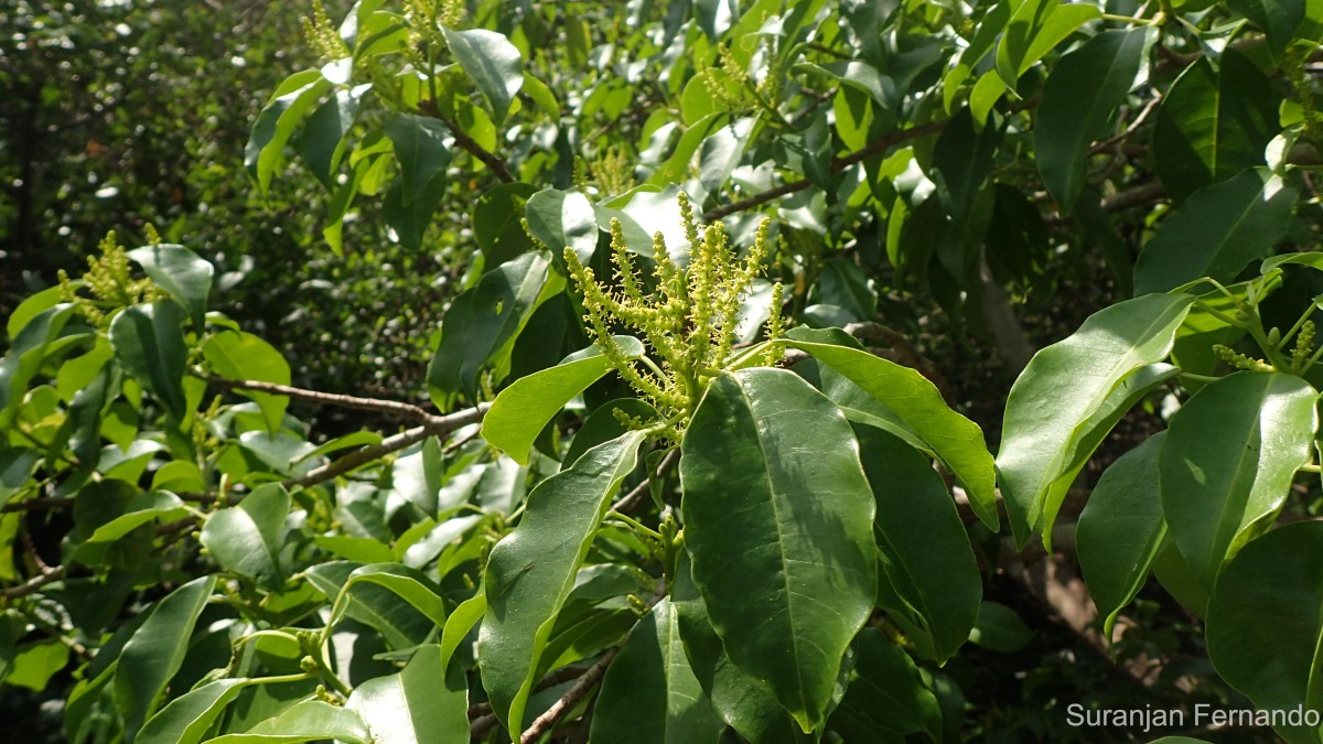 Flora of Sri Lanka
