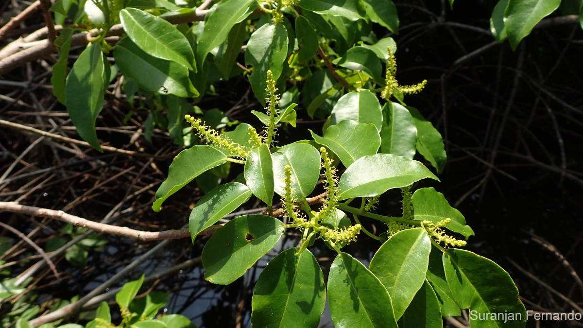 Flora of Sri Lanka
