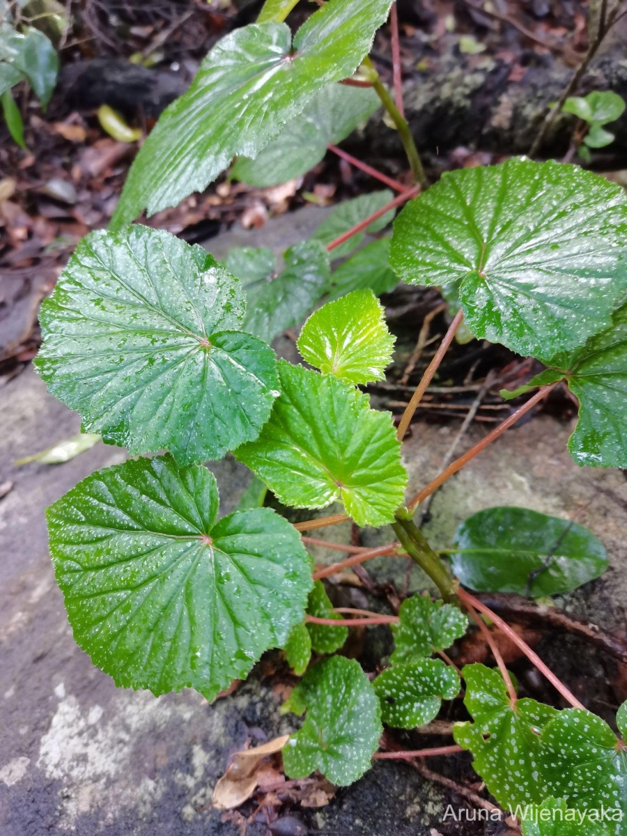 Flora of Sri Lanka