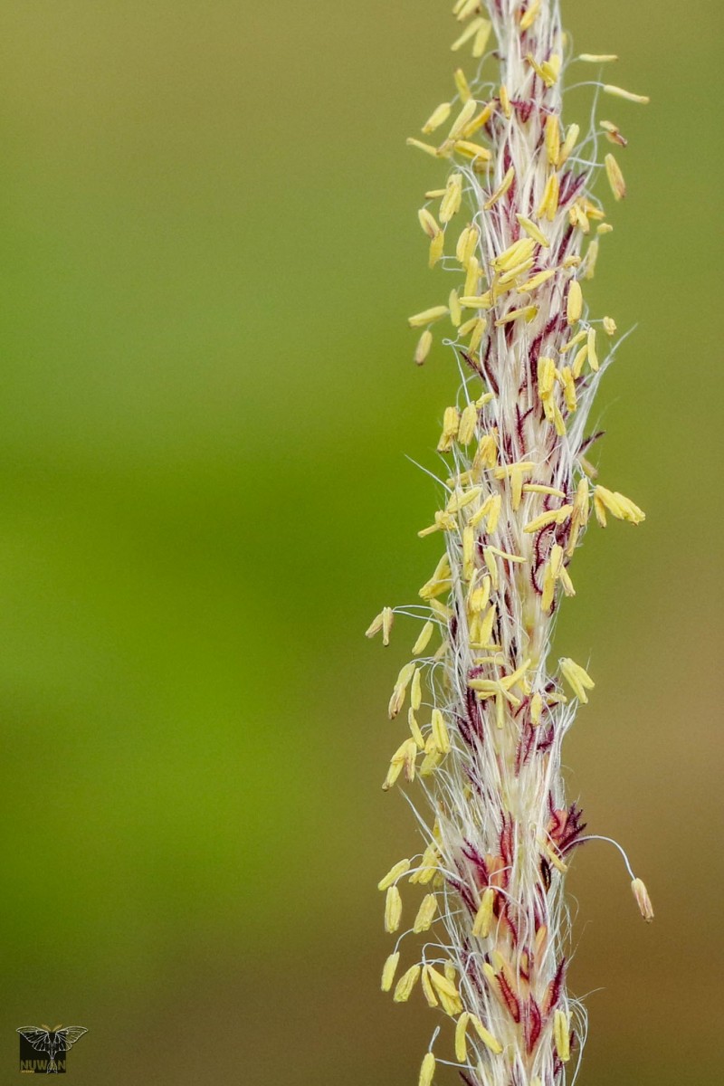 Flora of Sri Lanka