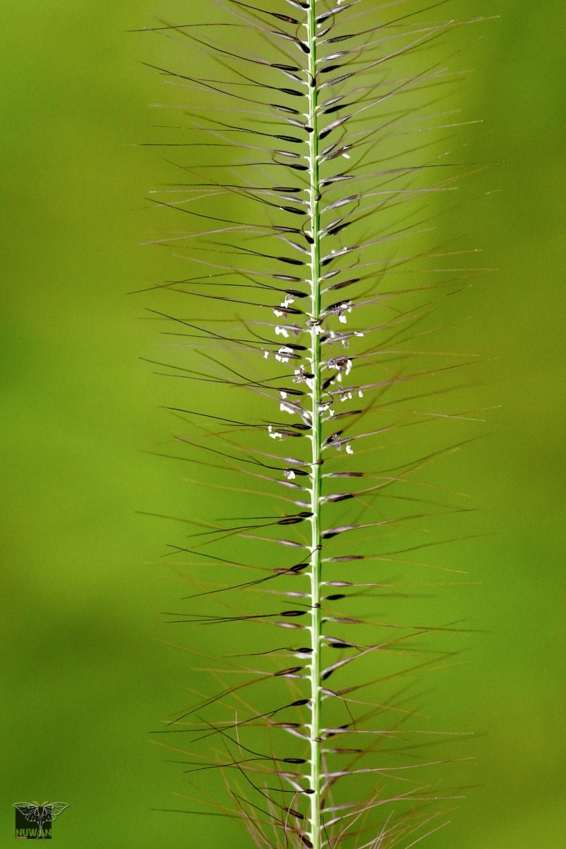 Flora of Sri Lanka
