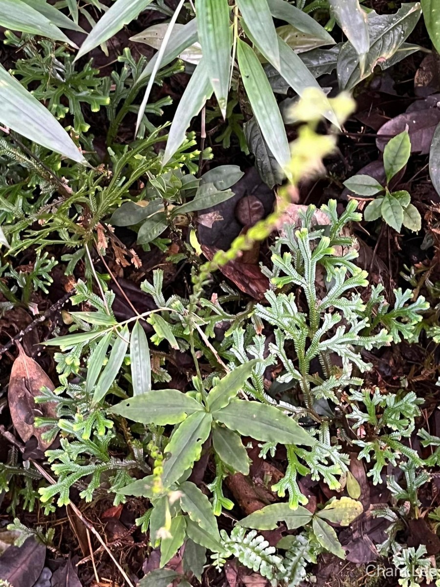 Flora of Sri Lanka