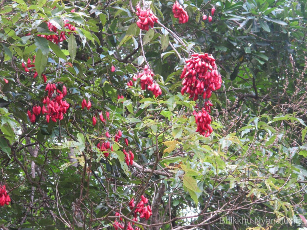 Flora of Sri Lanka