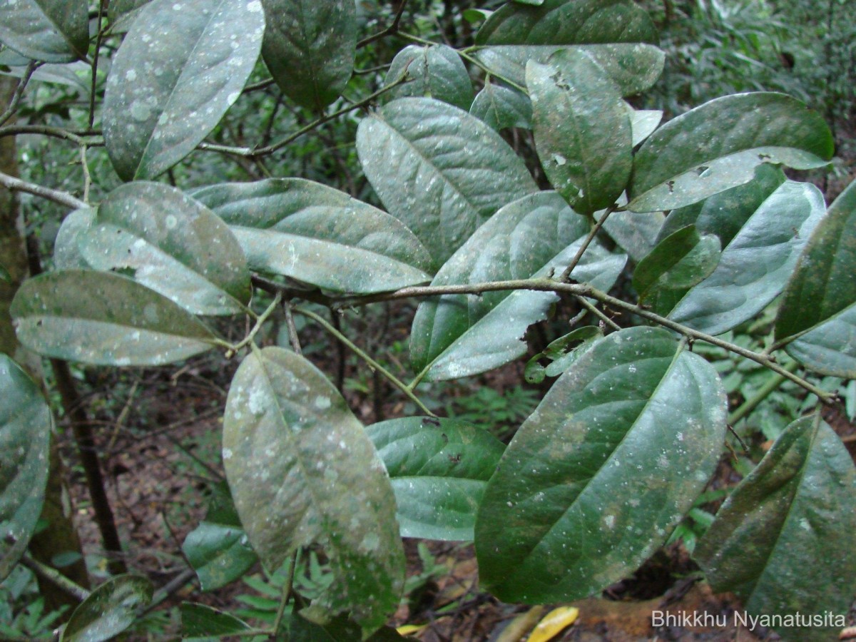 Flora of Sri Lanka