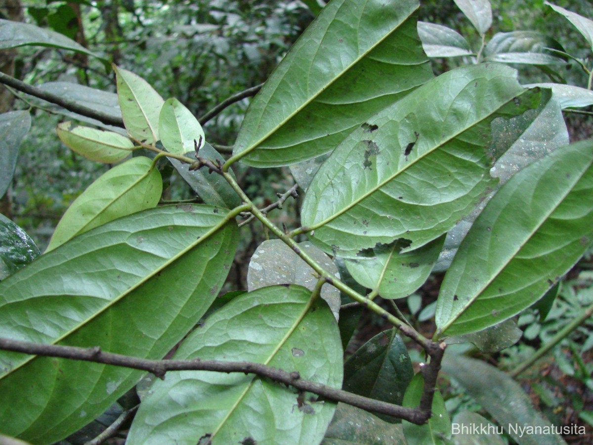 Flora of Sri Lanka