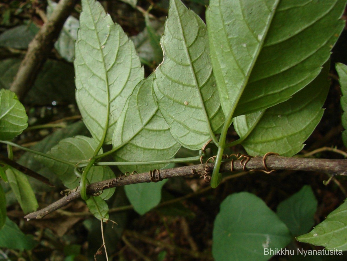Flora of Sri Lanka