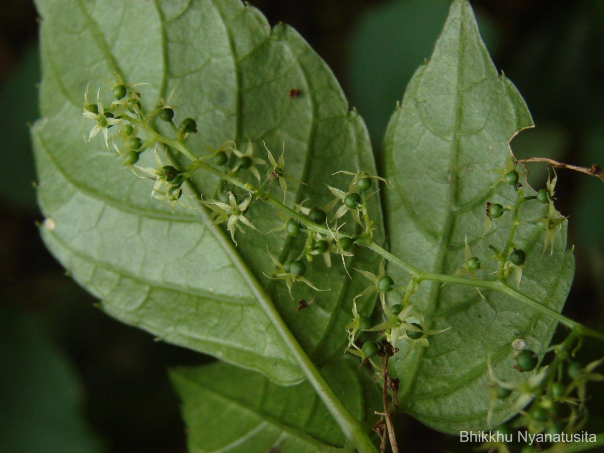 Flora of Sri Lanka