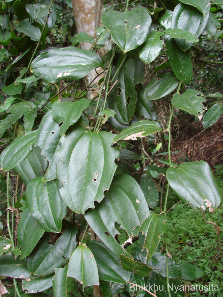 Flora of Sri Lanka