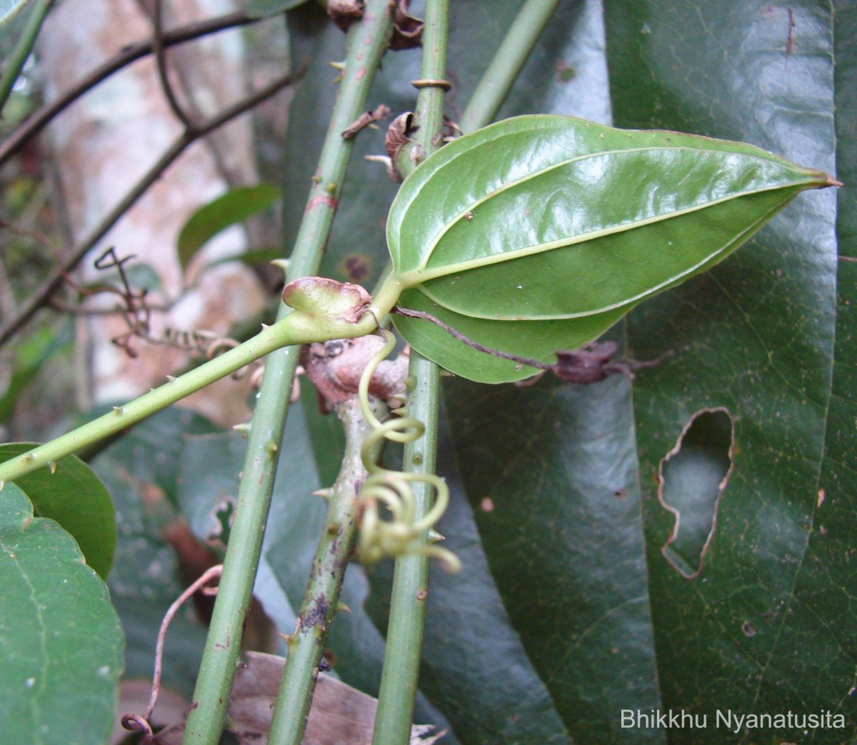 Flora of Sri Lanka
