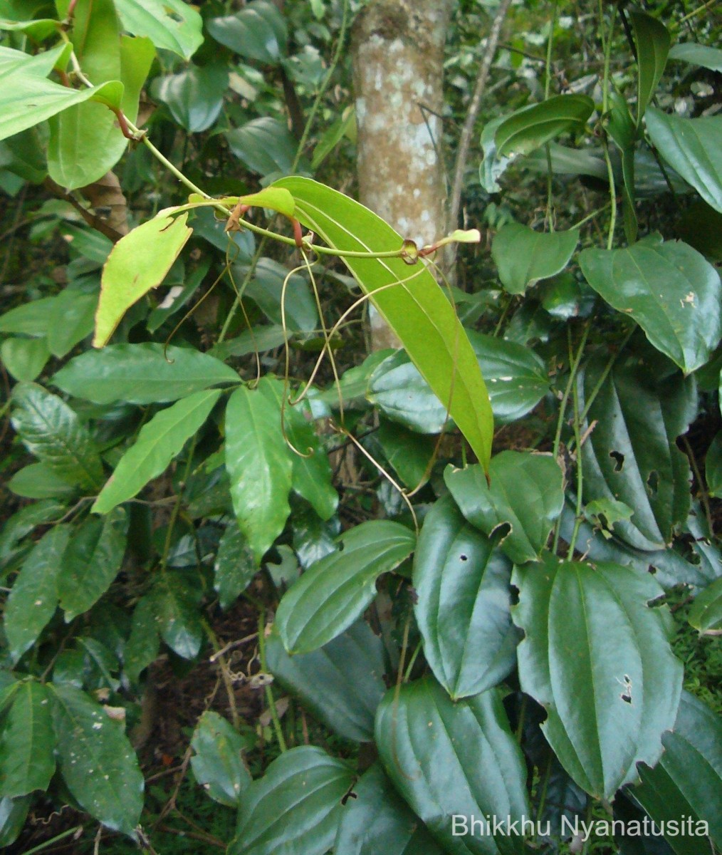 Flora of Sri Lanka