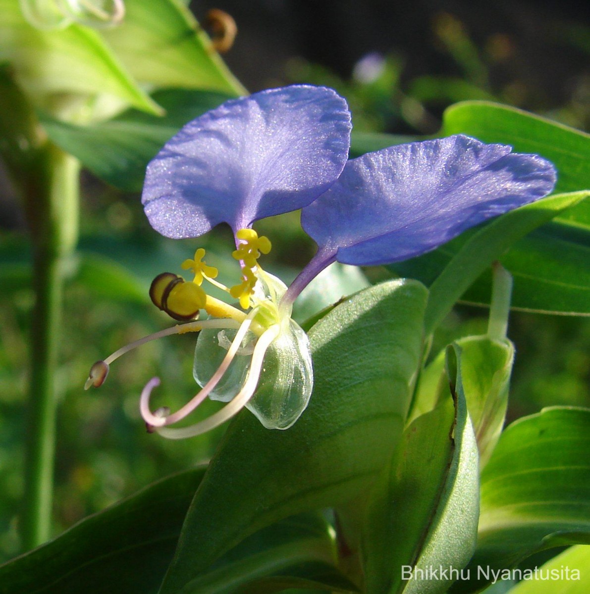 Flora of Sri Lanka