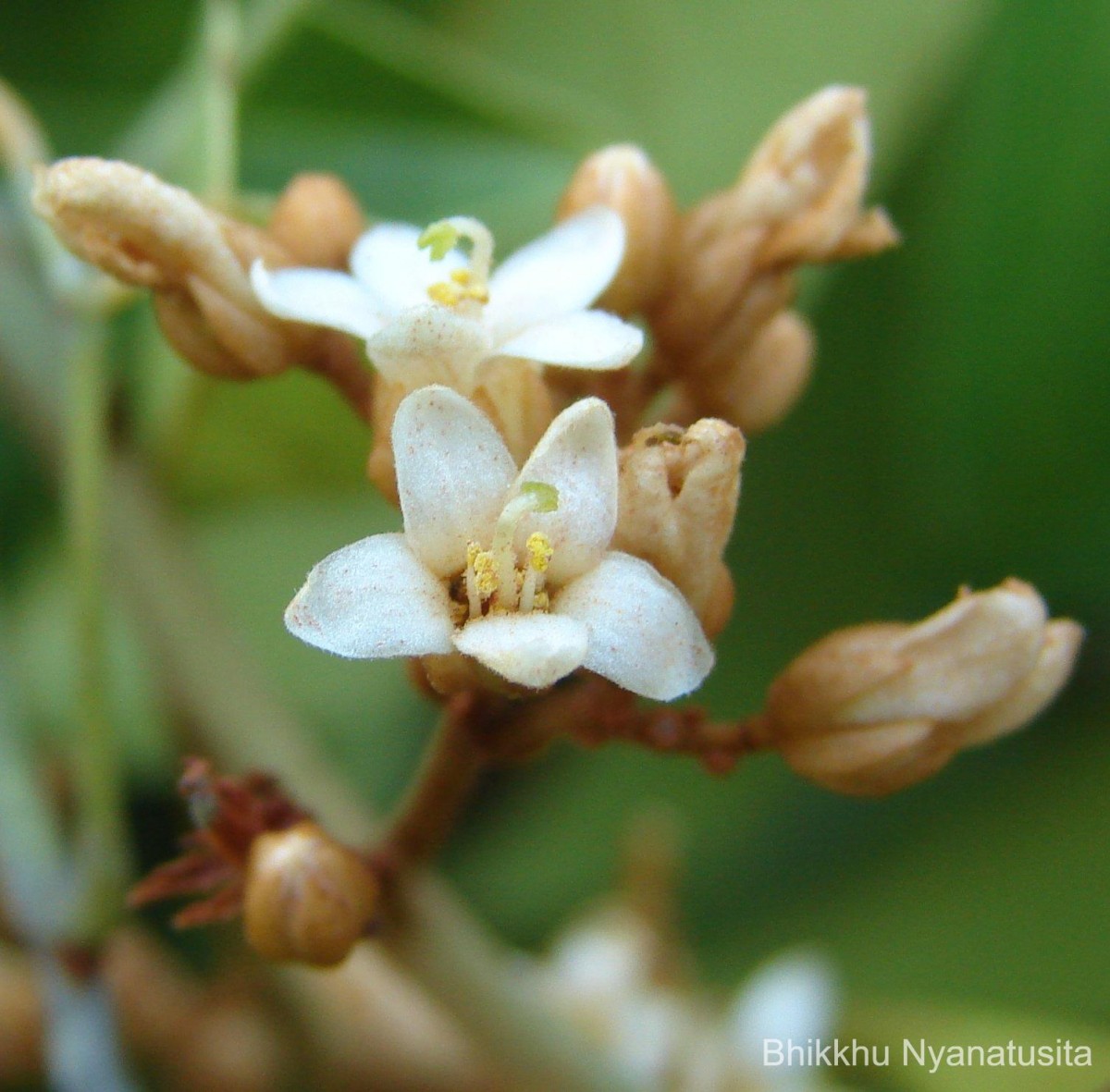 Flora of Sri Lanka