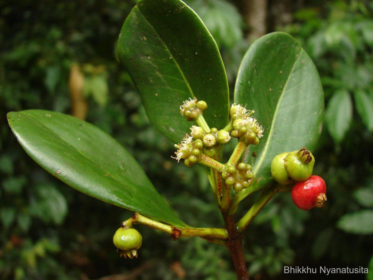 Flora of Sri Lanka