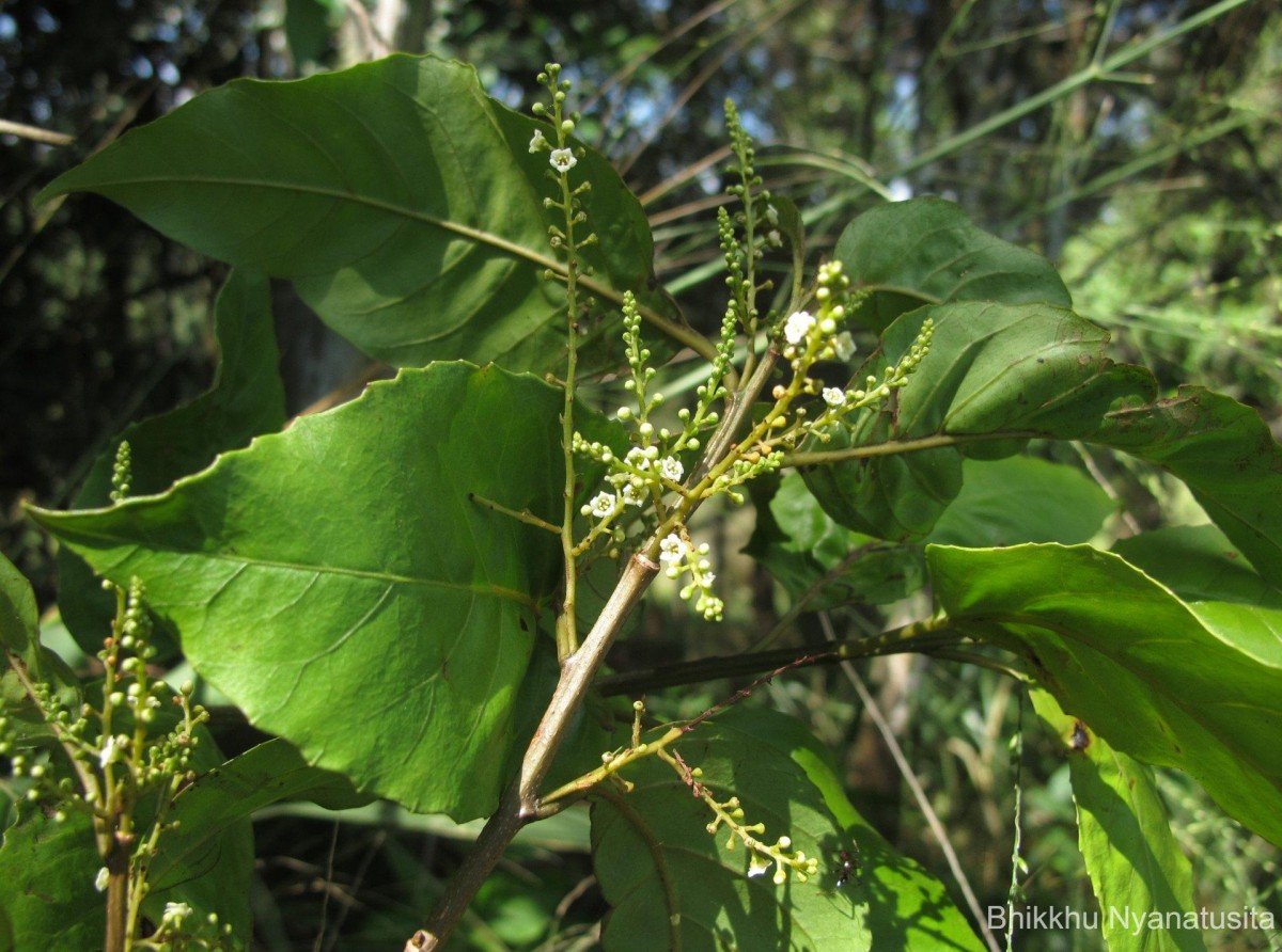 Flora of Sri Lanka