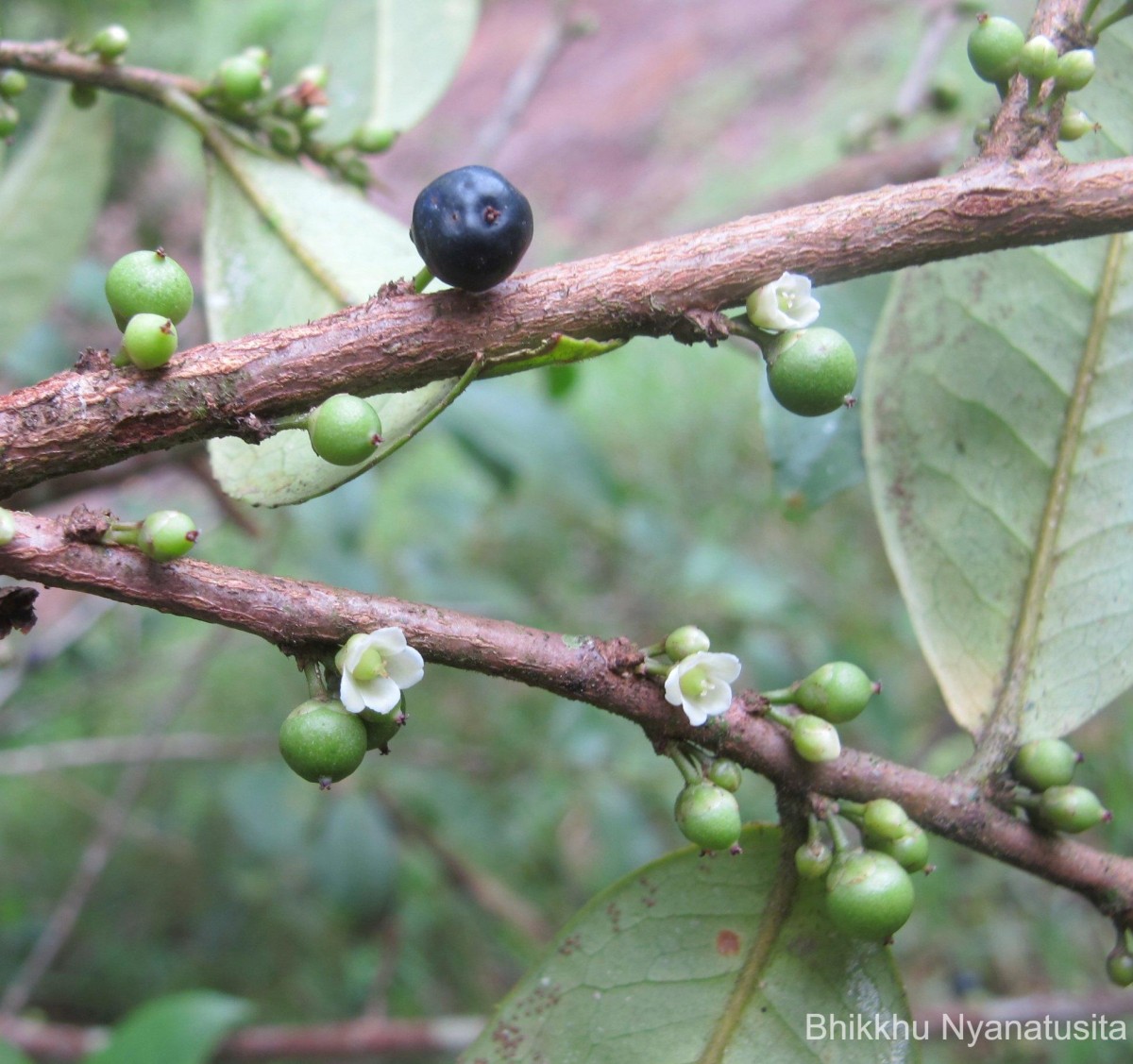 Flora of Sri Lanka