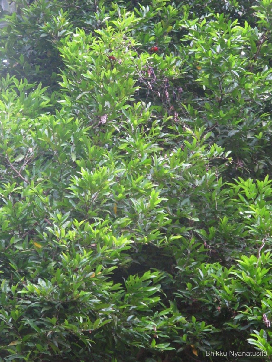 Flora of Sri Lanka