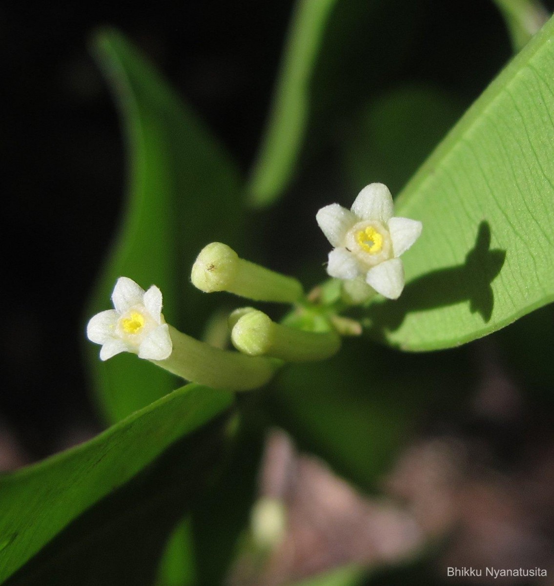 Flora of Sri Lanka