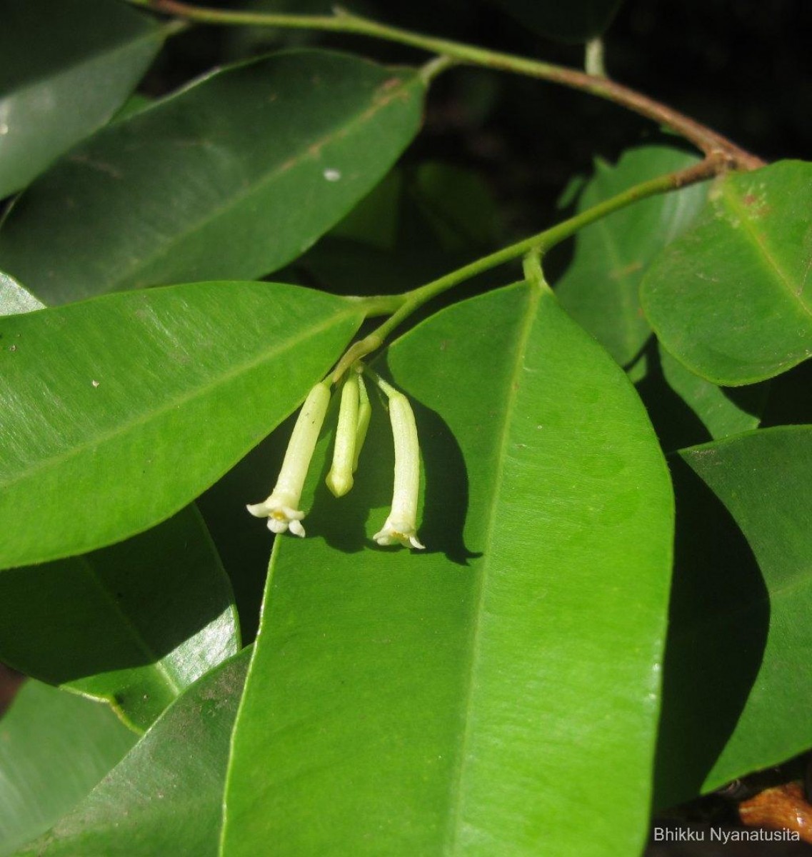 Flora of Sri Lanka