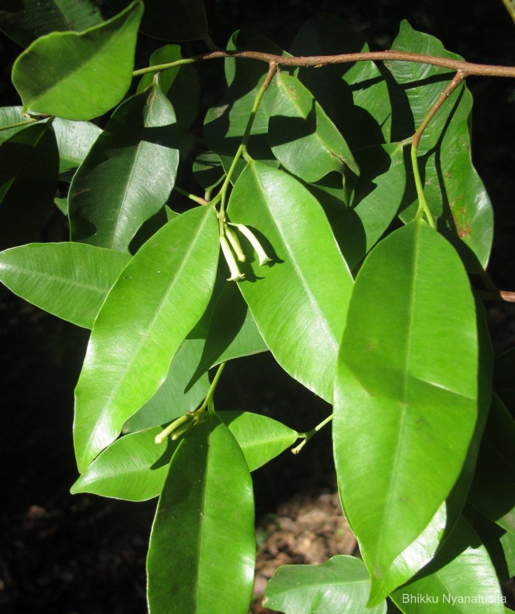 Flora of Sri Lanka