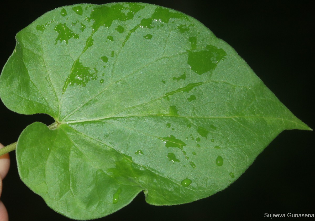Flora of Sri Lanka