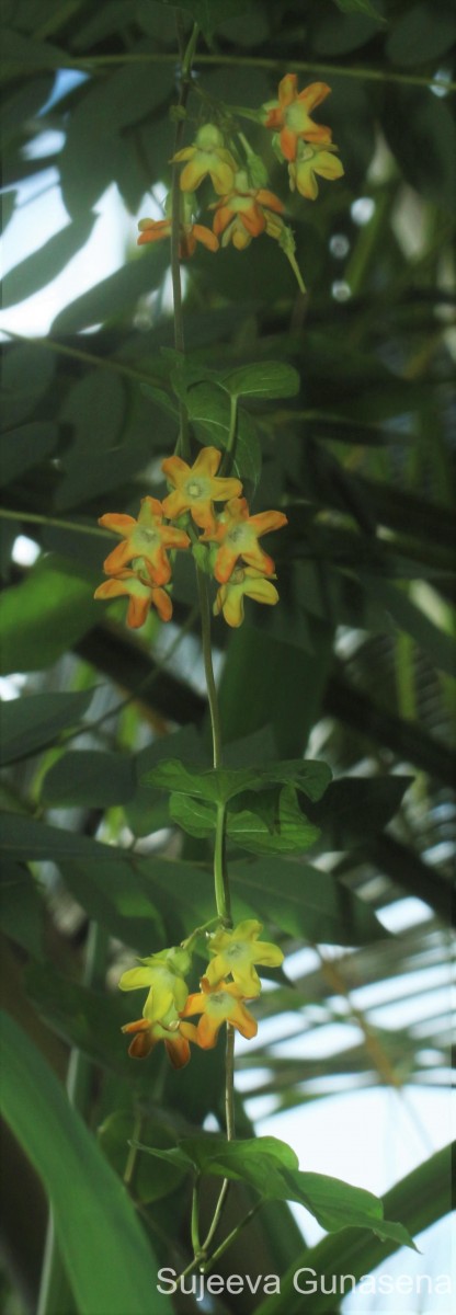 Flora of Sri Lanka