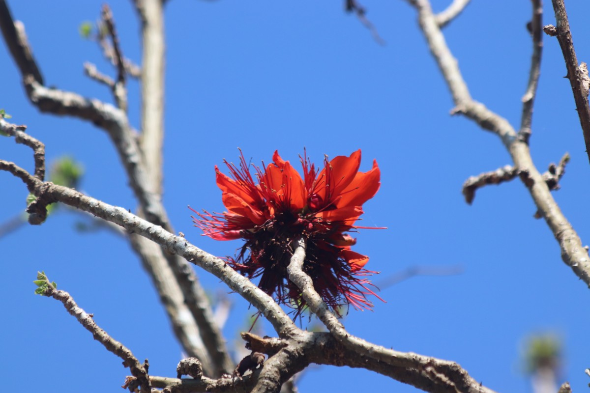 Flora of Sri Lanka