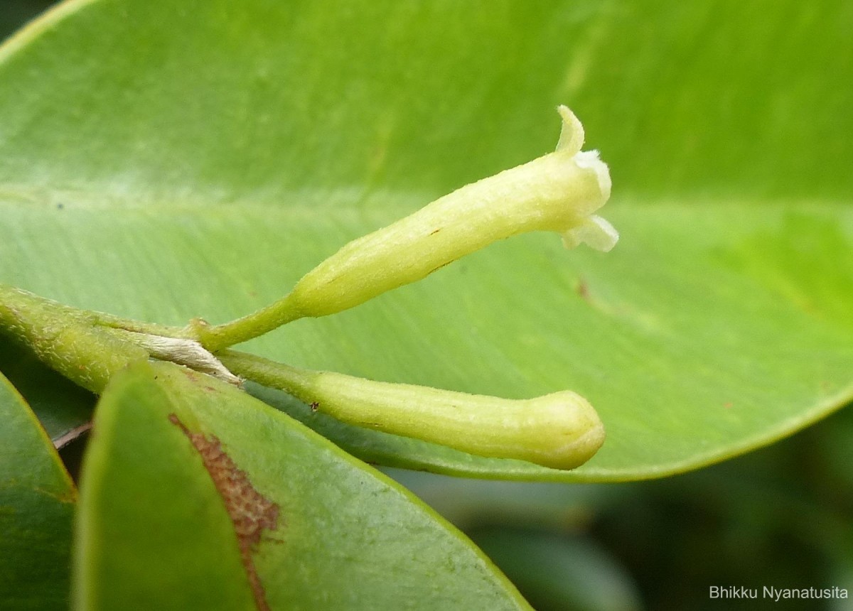 Flora of Sri Lanka