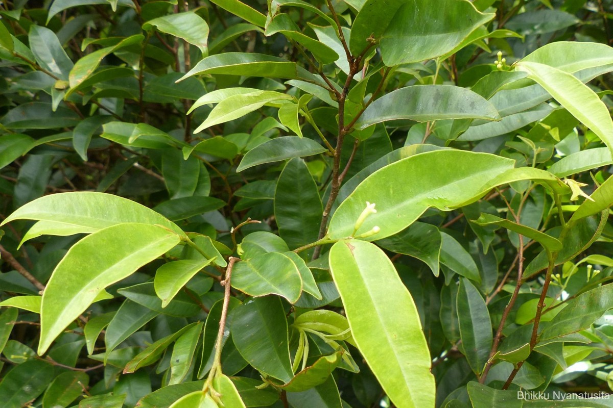 Flora of Sri Lanka