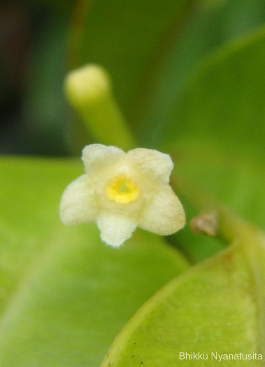 Flora of Sri Lanka